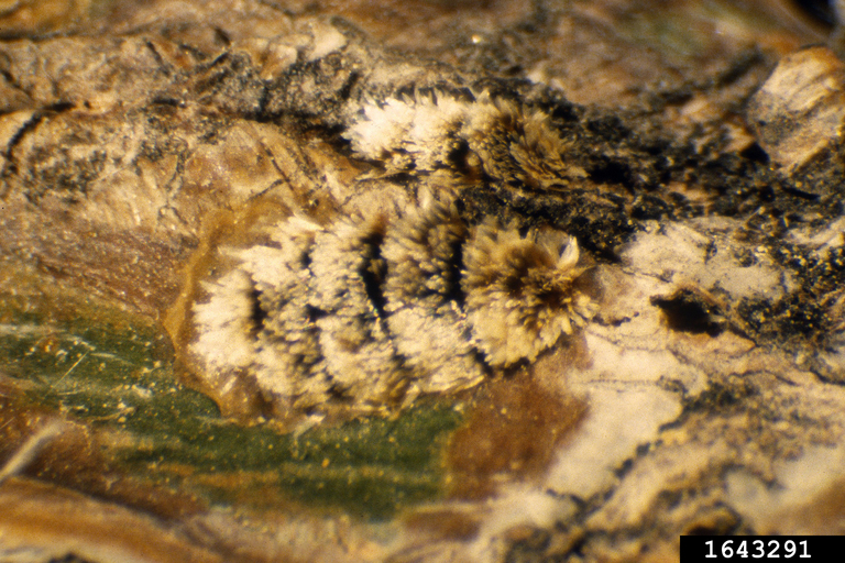 larger boxelder leafroller (Archips negundana (Dyar, 1902))