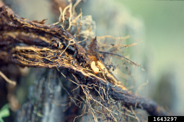 knapweed root weevil (Cyphocleonus achates (Fahraeus, 1842))