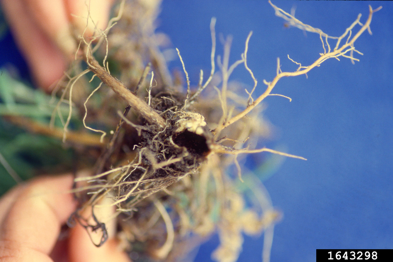 knapweed root weevil (Cyphocleonus achates (Fahraeus, 1842))