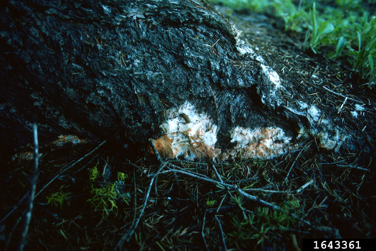 brown felt blight (Herpotrichia juniperi ) on Douglas-fir (Pseudotsuga ...