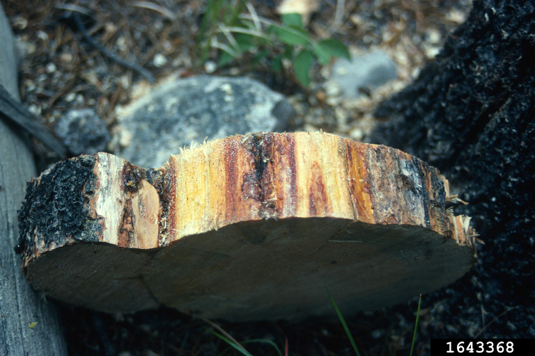 fire on lodgepole pine (Pinus contorta ) - 1643368