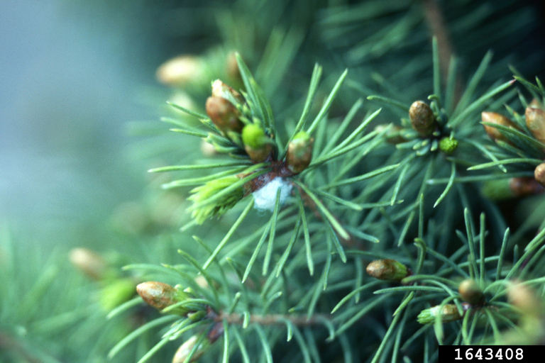 Cooley spruce gall adelgid (Adelges cooleyi (Gillette, 1907))