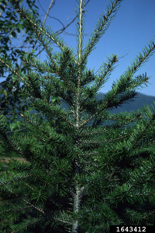 Cooley spruce gall adelgid (Adelges cooleyi (Gillette, 1907))