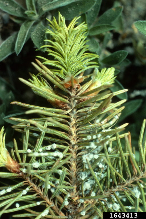 Cooley spruce gall adelgid (Adelges cooleyi (Gillette, 1907))
