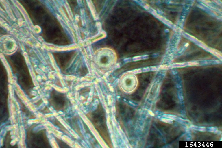Pythium diseases (Genus Pythium)