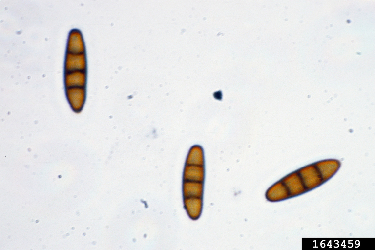 leaf blotch (Genus Stagonospora (Sacc.) Sacc.)