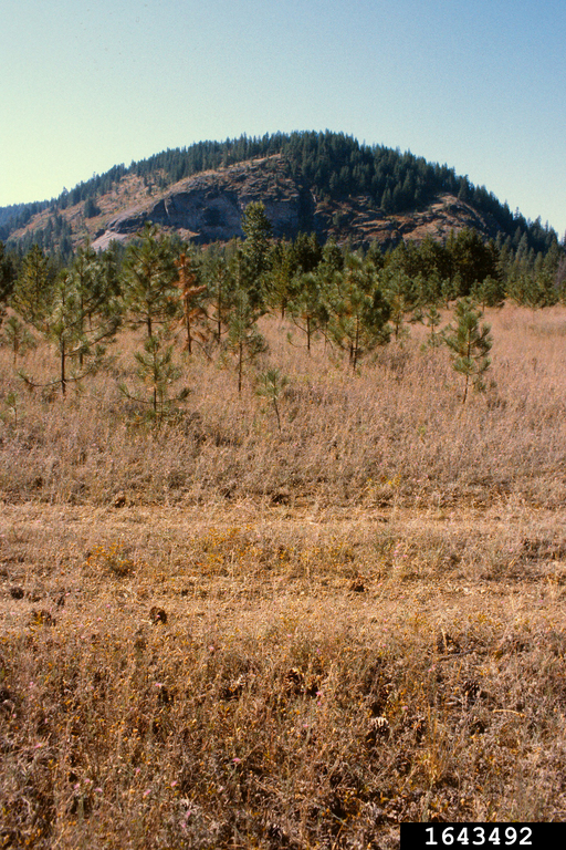 spittlebugs or froghoppers (family Cercopidae) (Family Cercopidae)