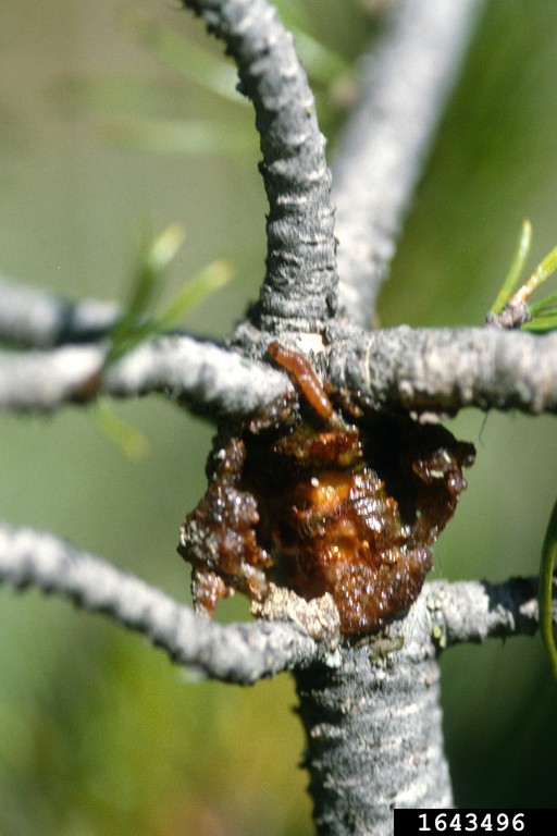 sequoia pitch moth (Synanthedon sequoiae (Henry Edwards))