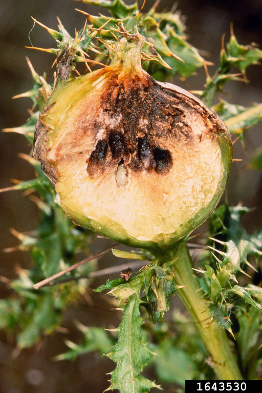 Canada thistle stem-gall fly (Urophora cardui)