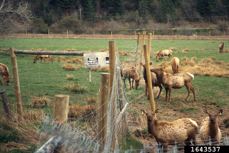 elk, Cervus canadensis (Artiodactyla: Cervidae) - 1643537