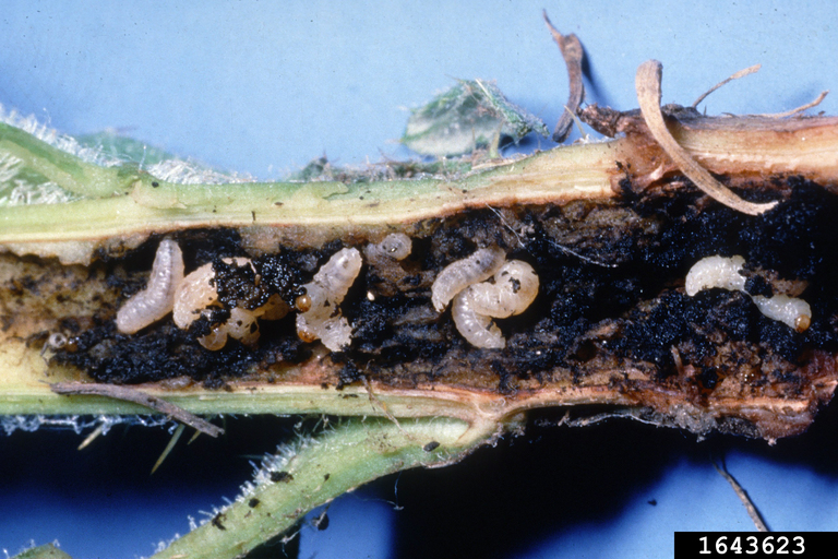 Canada thistle stem mining weevil (Ceutorhynchus litura)