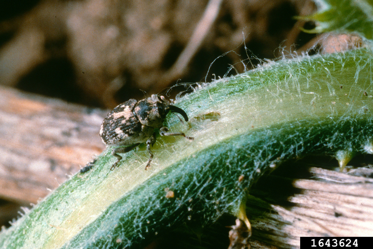Canada thistle stem mining weevil (Ceutorhynchus litura (Fabricius, 1775))