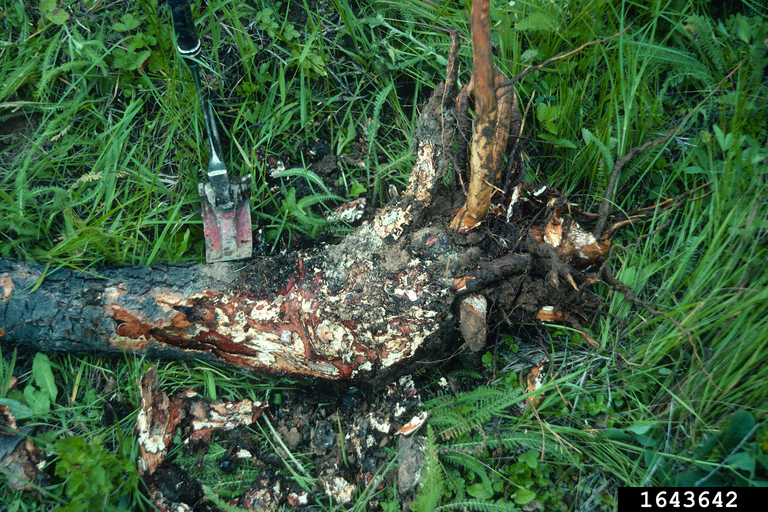 Armillaria root rots (Genus Armillaria)