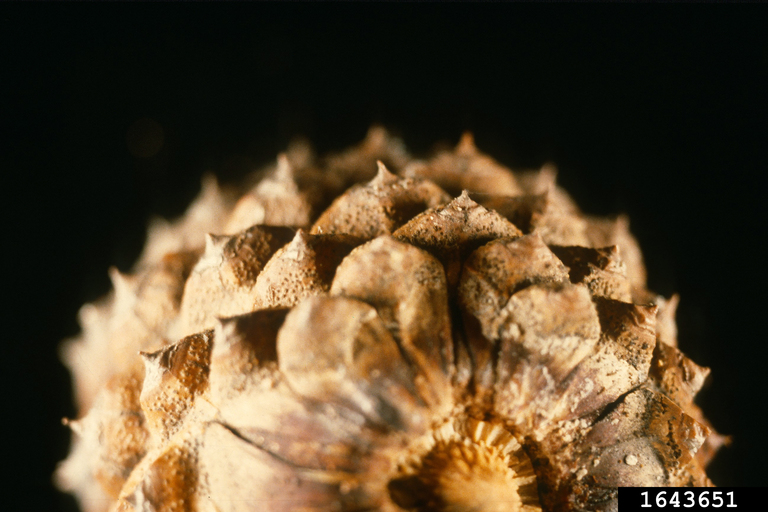 Diplodia blight (Sphaeropsis sapinea)