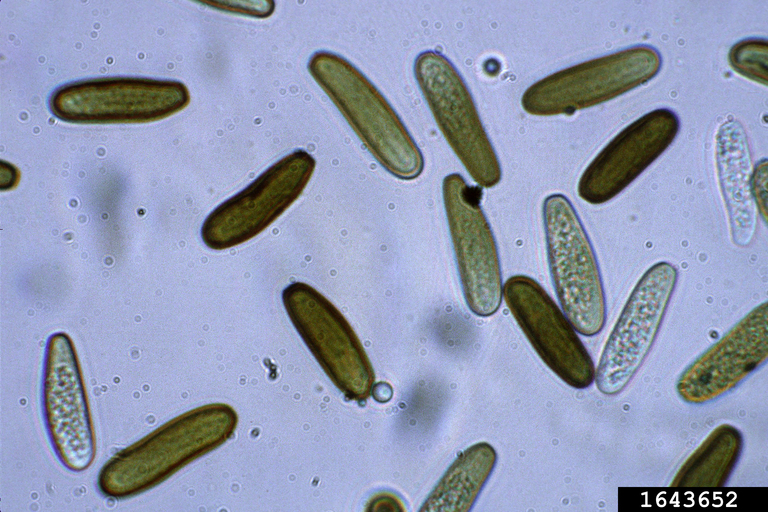 Diplodia blight (Sphaeropsis sapinea)