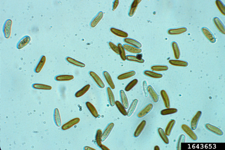 Diplodia sapinea De Not.