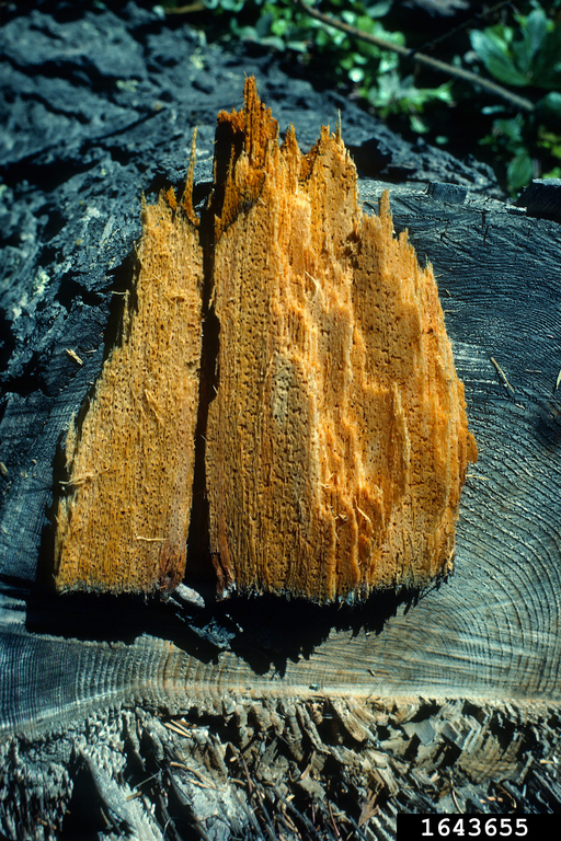 laminated root disease (Phellinus weirii (Murrill) R. L. Gibertson)