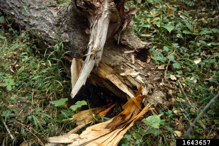 laminated root disease (Phellinus weirii)