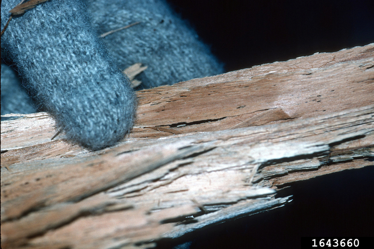 laminated root disease (Phellinus weirii (Murrill) R. L. Gibertson)