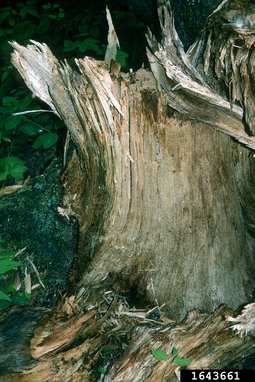 laminated root disease (Phellinus weirii (Murrill) R. L. Gibertson)