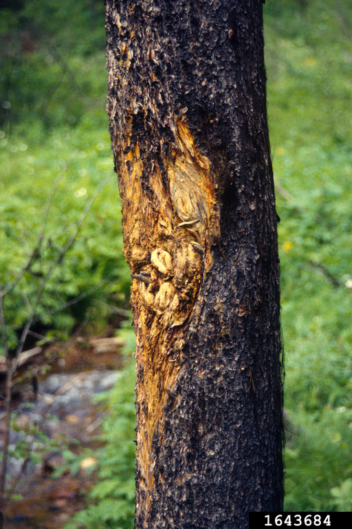 western gall rust (Endocronartium harknessii)