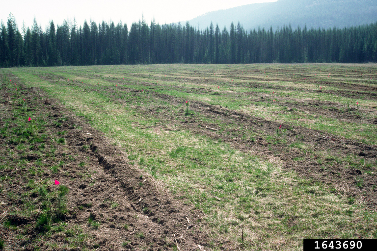 seed orchard/seed production areas