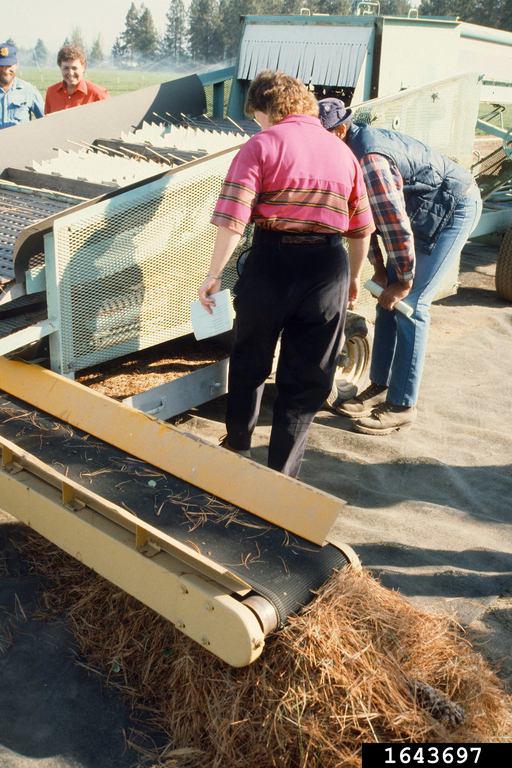 seed orchard/seed production areas