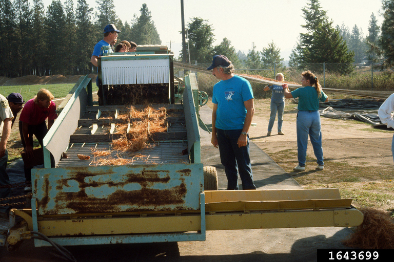 seed orchard/seed production areas