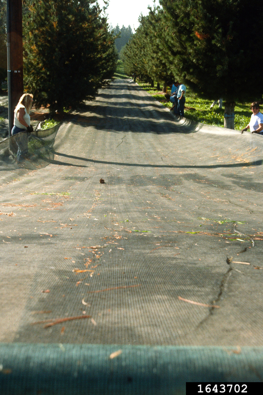 seed orchard/seed production areas