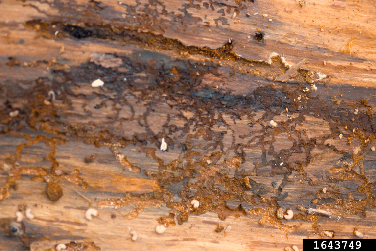 spruce beetle (Dendroctonus rufipennis (Kirby, 1837))