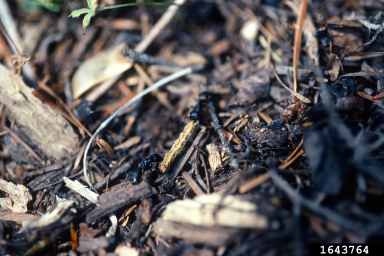 carpenter ants (Genus Camponotus Mayr, 1861)
