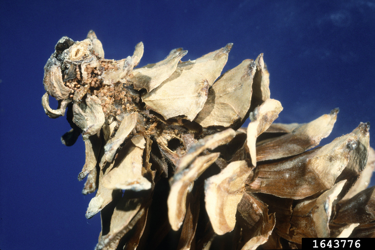 cone worms (Genus Dioryctria)