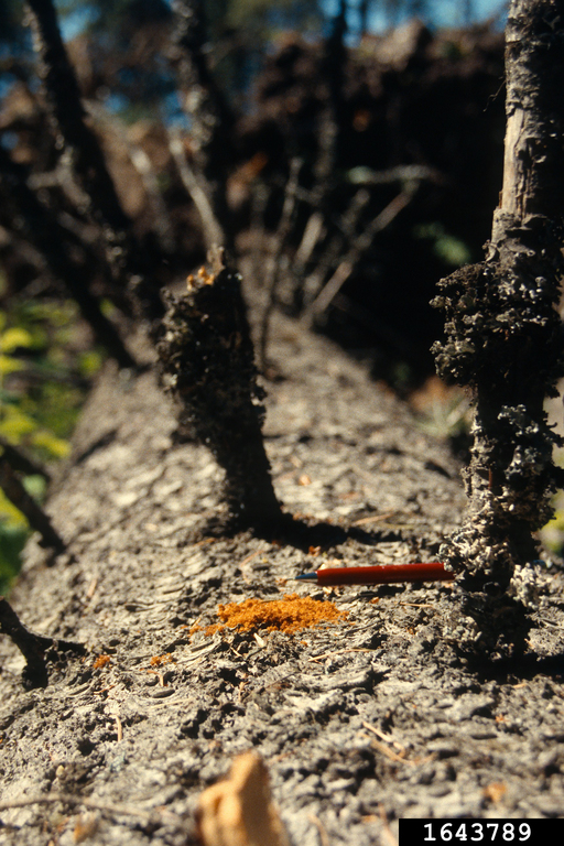 Douglas-fir beetle (Dendroctonus pseudotsugae)