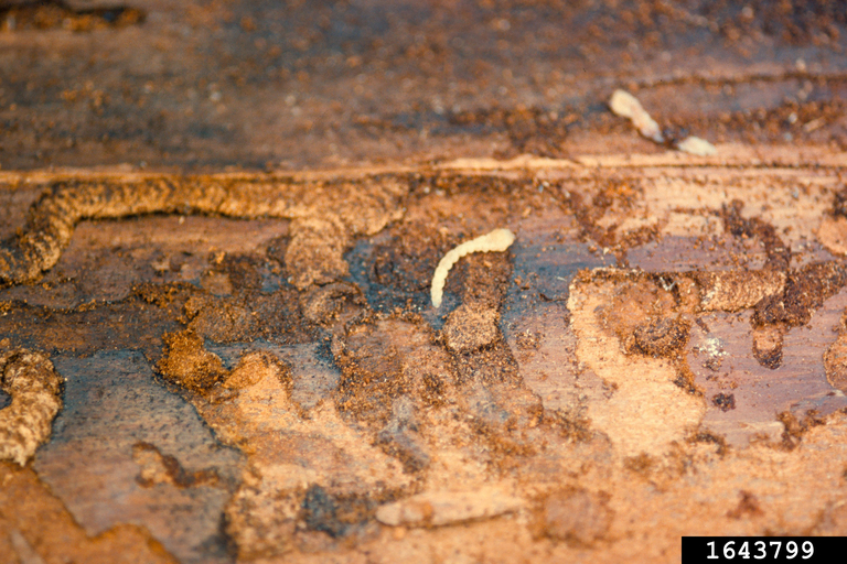 wood borers (general)