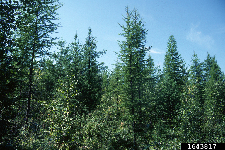 larch (Genus Larix Mill.)