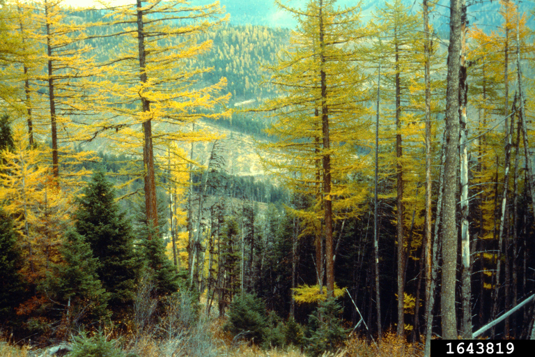 larch (Genus Larix)