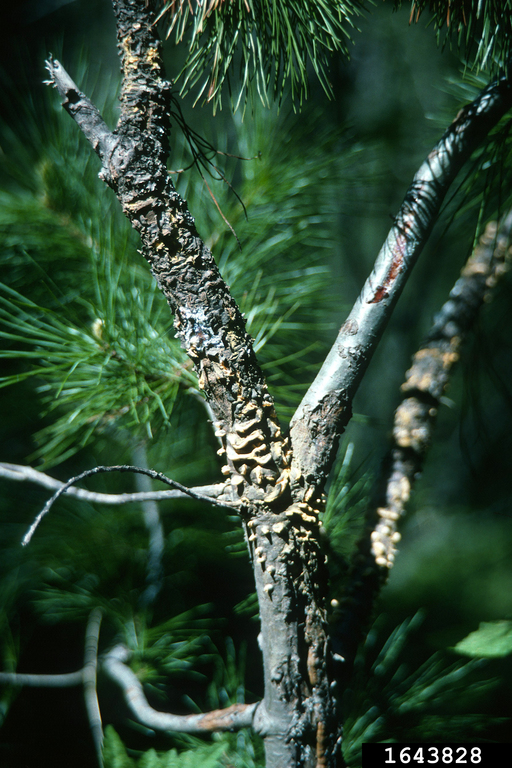 white pine blister rust (Cronartium ribicola J. C. Fisch.)