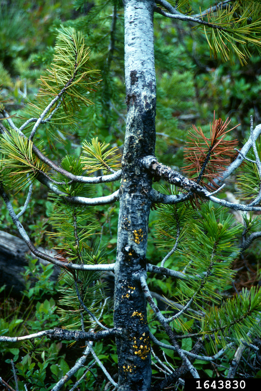 white pine blister rust (Cronartium ribicola J. C. Fisch.)