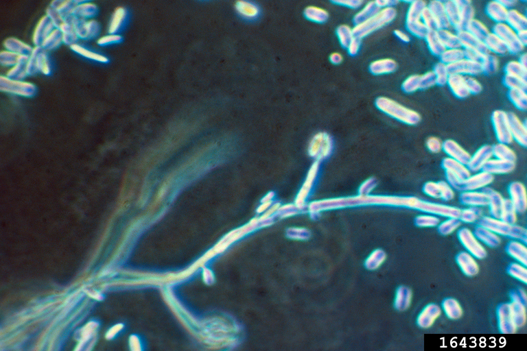 Fusarium wilts, blights, rots and damping-off (Genus Fusarium)
