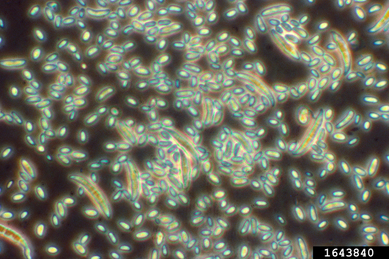 Fusarium wilts, blights, rots and damping-off (Genus Fusarium)