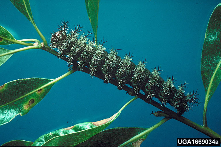 buck moth (Hemileuca maia (Drury))
