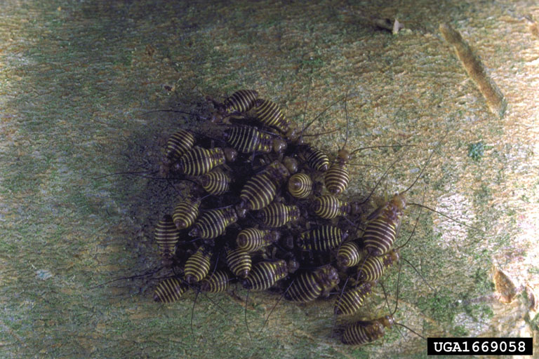 book lice, psocids, and trogiids (Order Psocoptera)