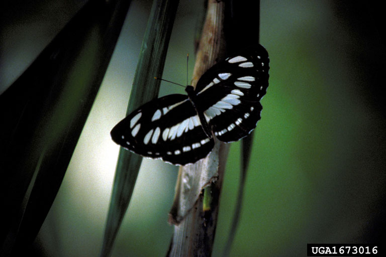 butterflies, moths or skippers (Order Lepidoptera)