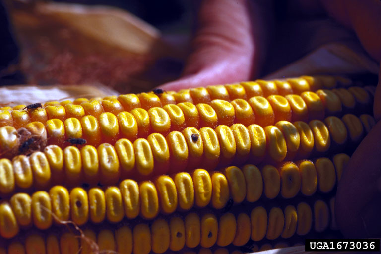 maize weevil (Sitophilus zeamais Motschulsky, 1855)