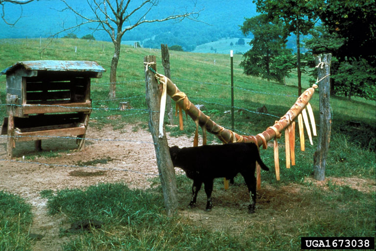 horn fly (Haematobia irritans)