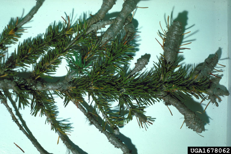 balsam woolly adelgid (Adelges piceae (Ratzeburg, 1844))