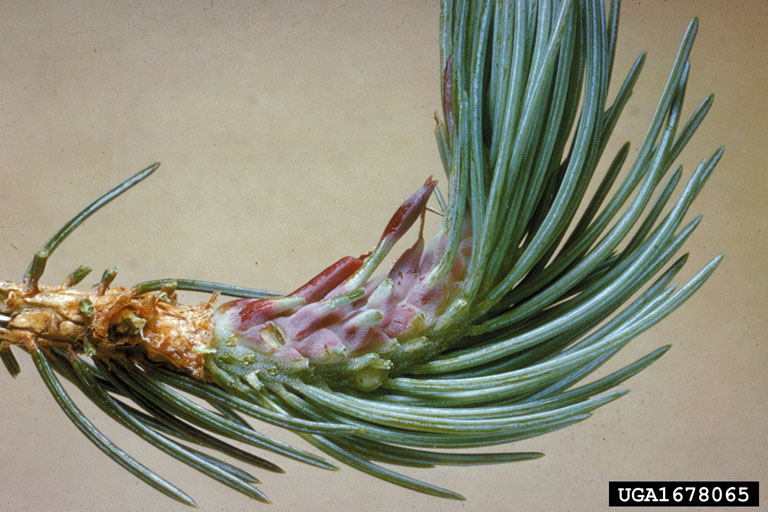 Cooley spruce gall adelgid (Adelges cooleyi)