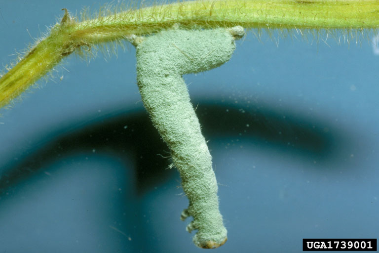 Nomuraea fungus (Nomuraea rileyi (Farl.) Samson)