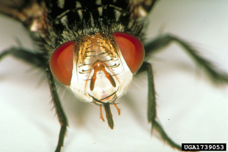 Tachinid fly (Archytas marmoratus (Townsend, 1915))
