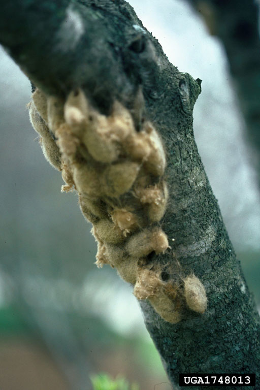 butterflies, moths or skippers (Order Lepidoptera)